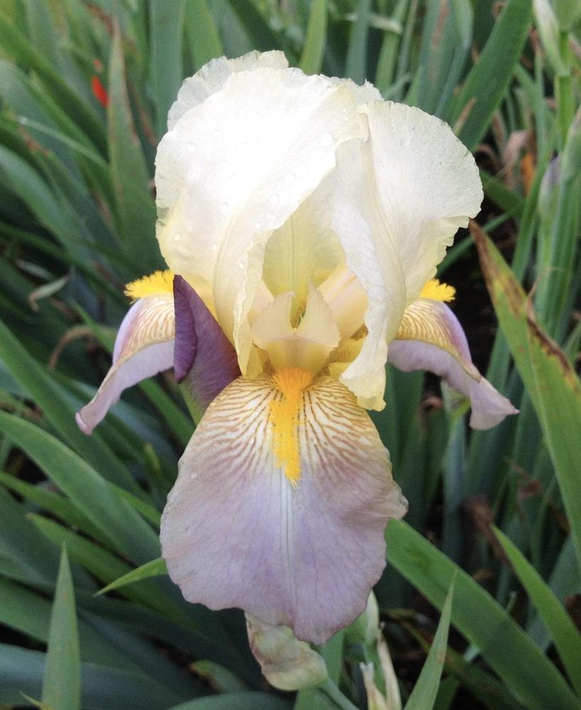 Photo of the bloom of Tall Bearded Iris (Iris 'Autumn Twilight') posted ...