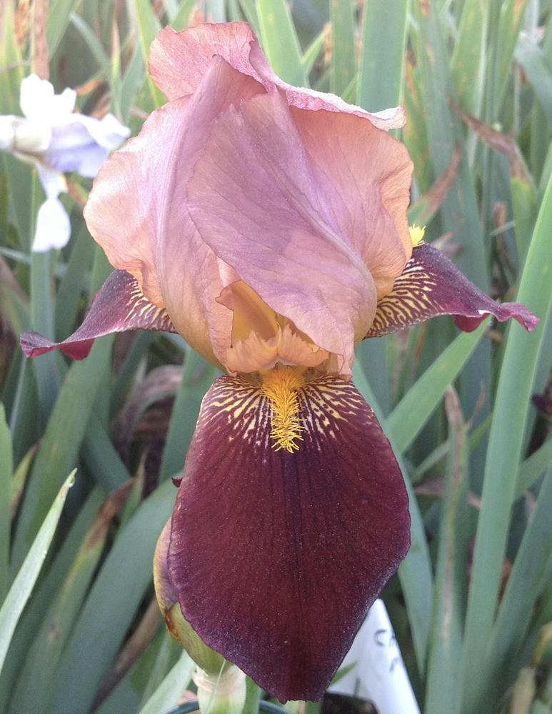 Photo of the bloom of Tall Bearded Iris (Iris 'Beowulf') posted by ...