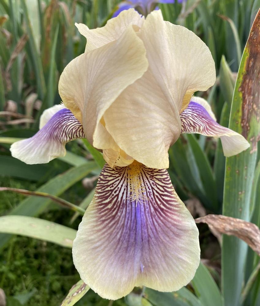 Tall Bearded Iris (Iris 'Benton Olive') in the Irises Database - Garden.org