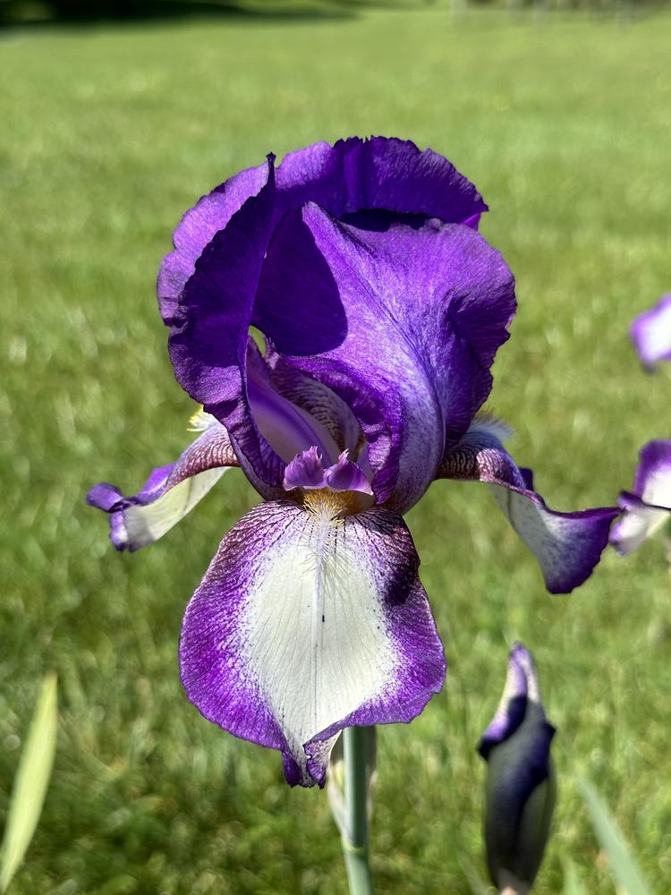 Tall Bearded Iris (Iris 'Bird Song') in the Irises Database - Garden.org