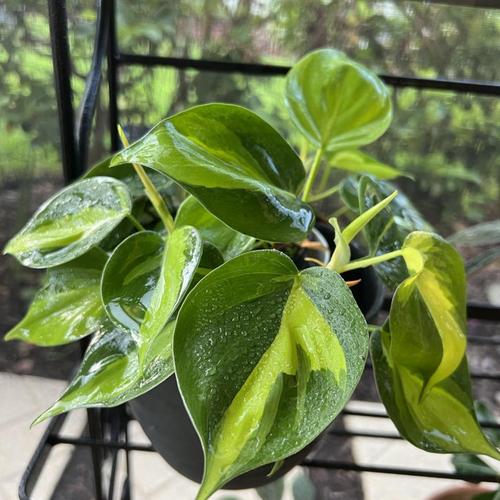 Heart Leaf Philodendron (Philodendron hederaceum var. oxycardium ...