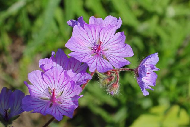Photo of the bloom of Cranesbill (Geranium macrostylum) posted by ...