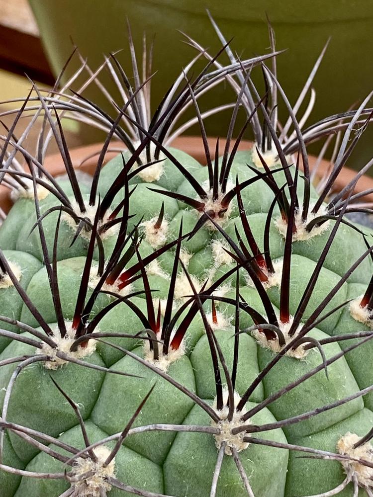 Viewing post #2990465 by ketsui73 - Garden.org