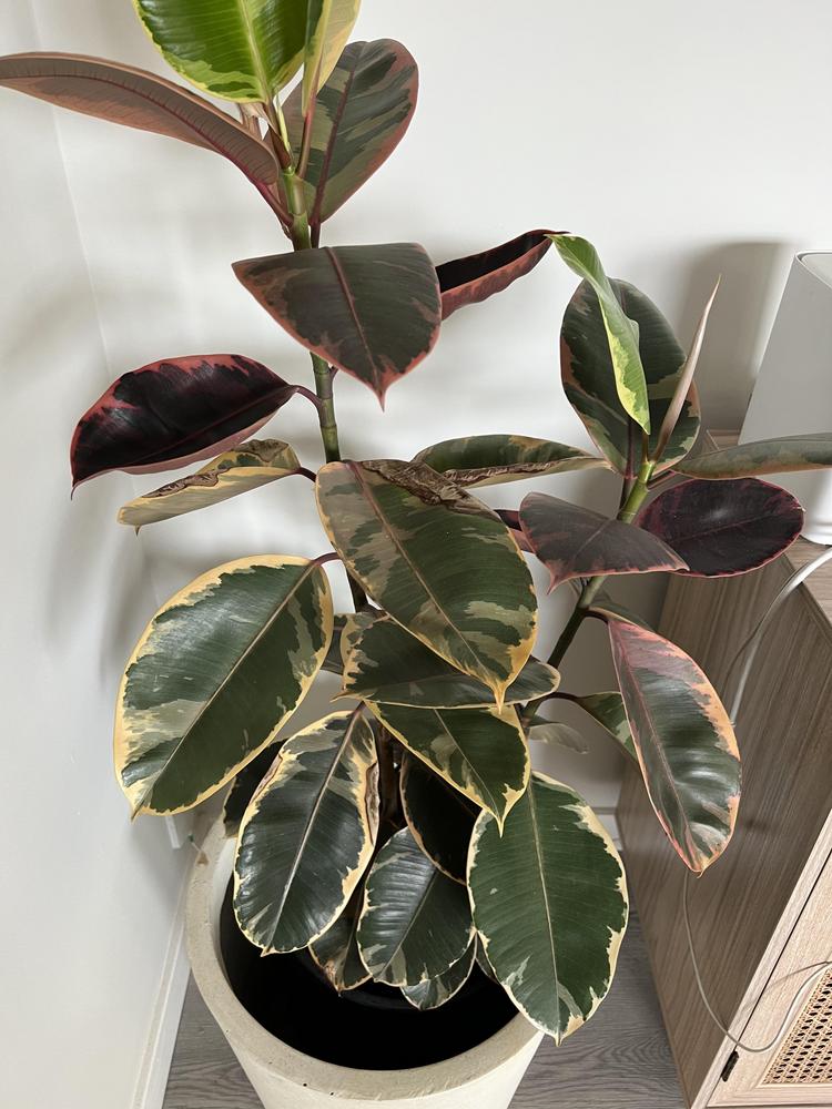 Ficus Elastica Ruby pink in the Ask a Question forum - Garden.org
