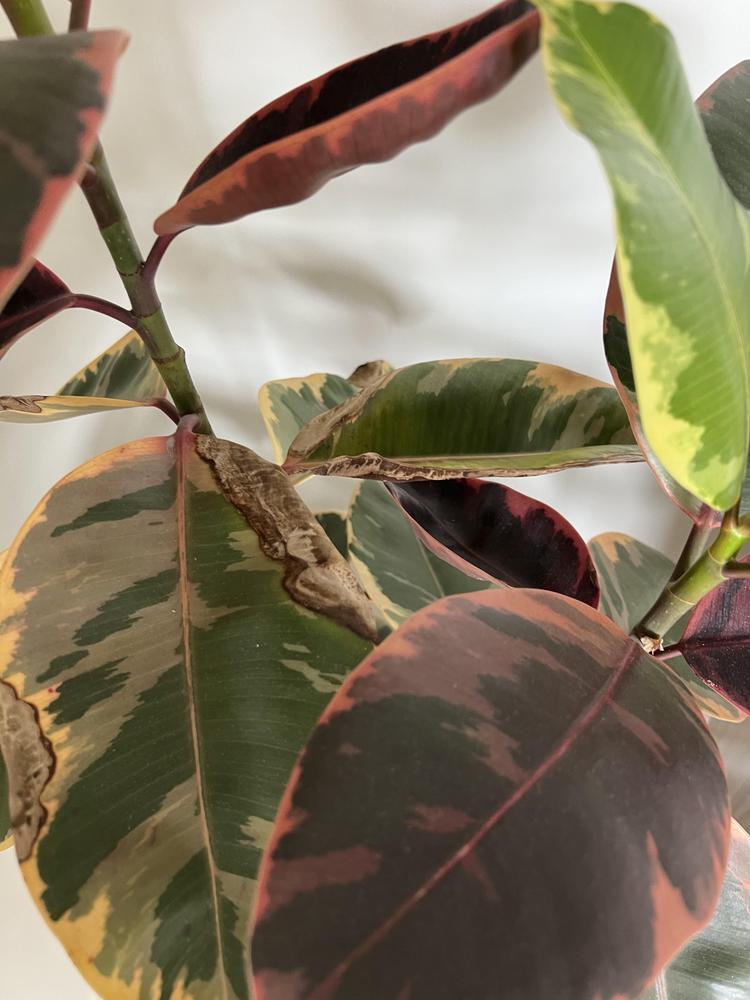 Ficus Elastica Ruby pink in the Ask a Question forum - Garden.org