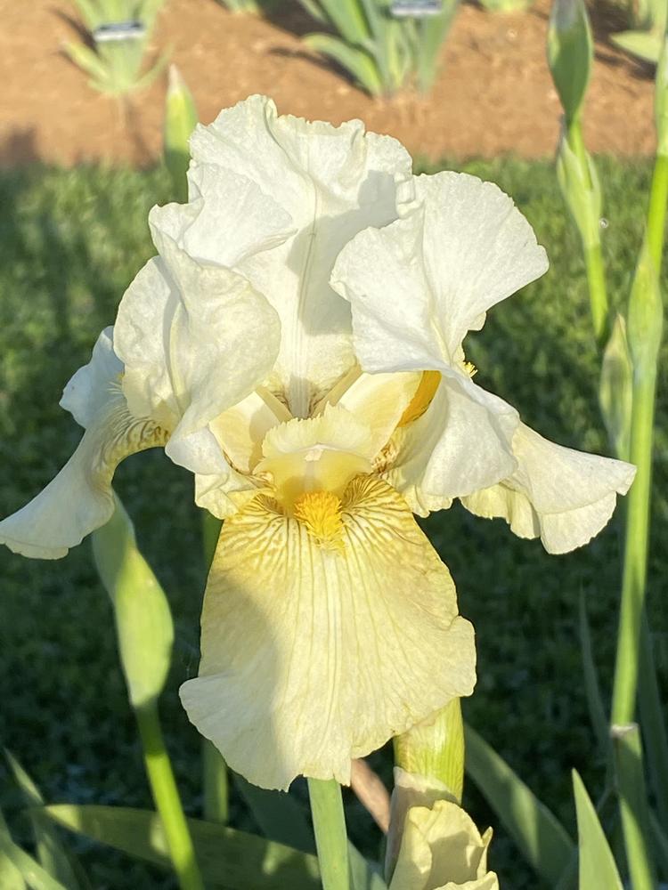 Tall Bearded Iris (Iris 'Bloomin' Fool') in the Irises Database ...
