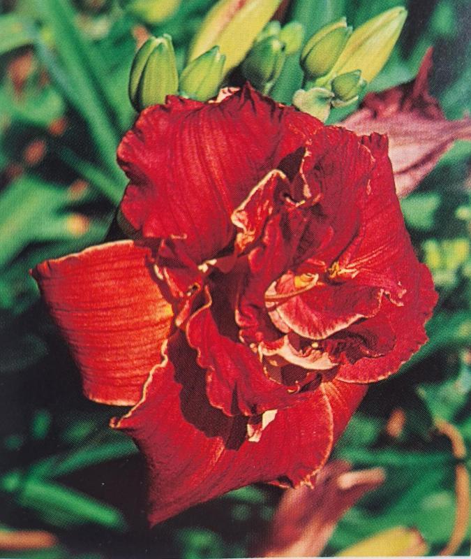Photo of the bloom of Daylily (Hemerocallis 'Melt Your Heart') posted ...