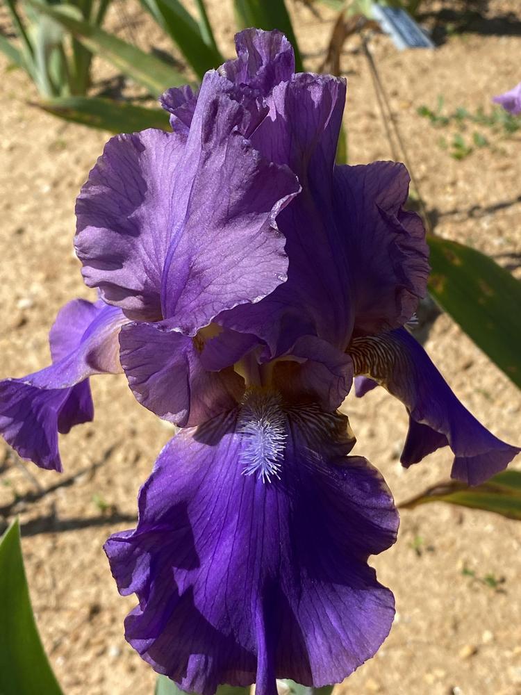 Photo of the bloom of Tall Bearded Iris (Iris 'Blue Ridge Echoes ...