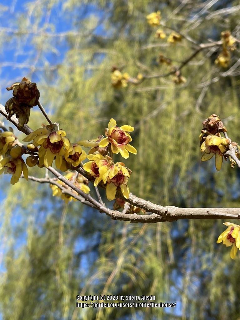 Photo of the bloom of Fragrant Wintersweet Tree (Chimonanthus praecox ...