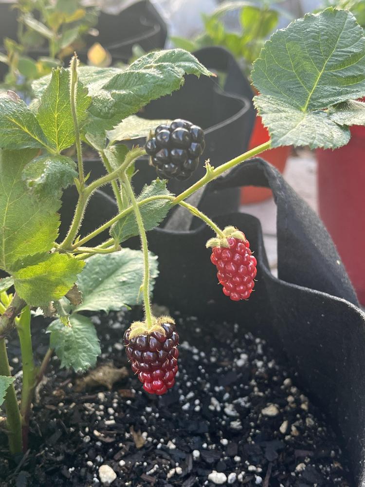 Blackberries not forming in the Ask a Question forum - Garden.org