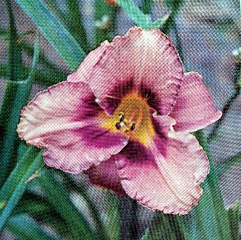 Photo of the bloom of Daylily (Hemerocallis 'Hermitage Einstein ...