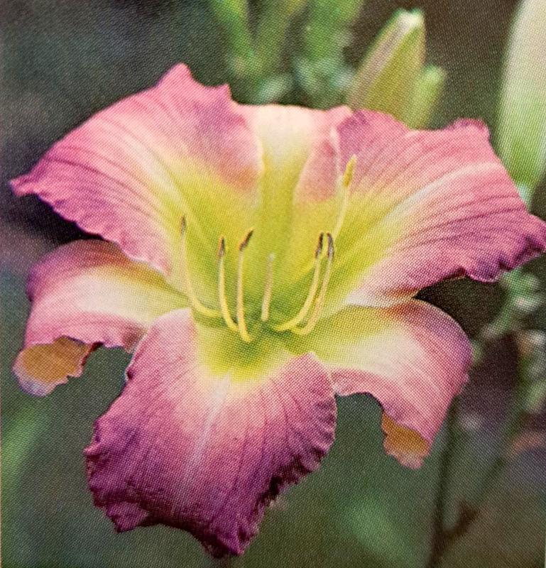 Daylily (Hemerocallis 'Mauve Decade') in the Daylilies Database ...