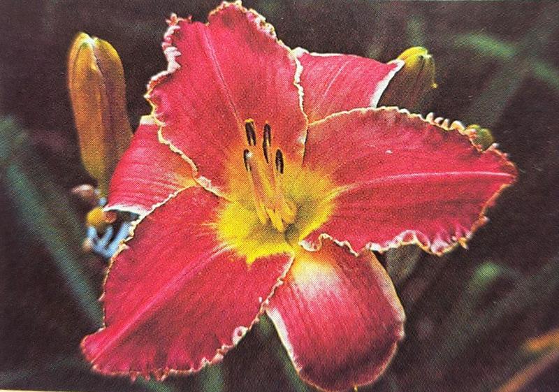 Photo of the bloom of Daylily (Hemerocallis 'Old Fashioned Girl ...