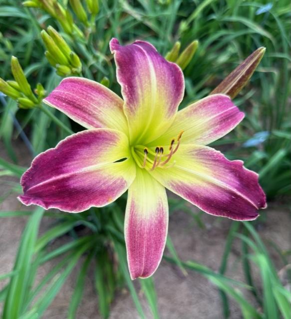 Photo of the bloom of Daylily (Hemerocallis 'Silver Quasar') posted by ...