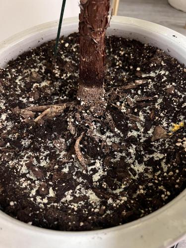 Fiddle leaf fig mold? in the Ask a Question forum - Garden.org