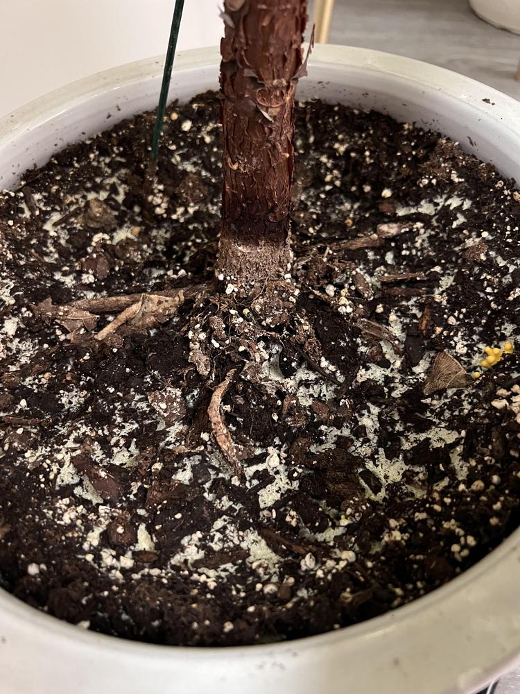 Fiddle leaf fig mold? in the Ask a Question forum - Garden.org