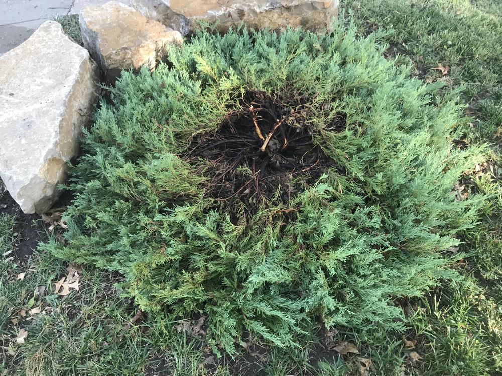Andorra Juniper Damage in the Ask a Question forum - Garden.org