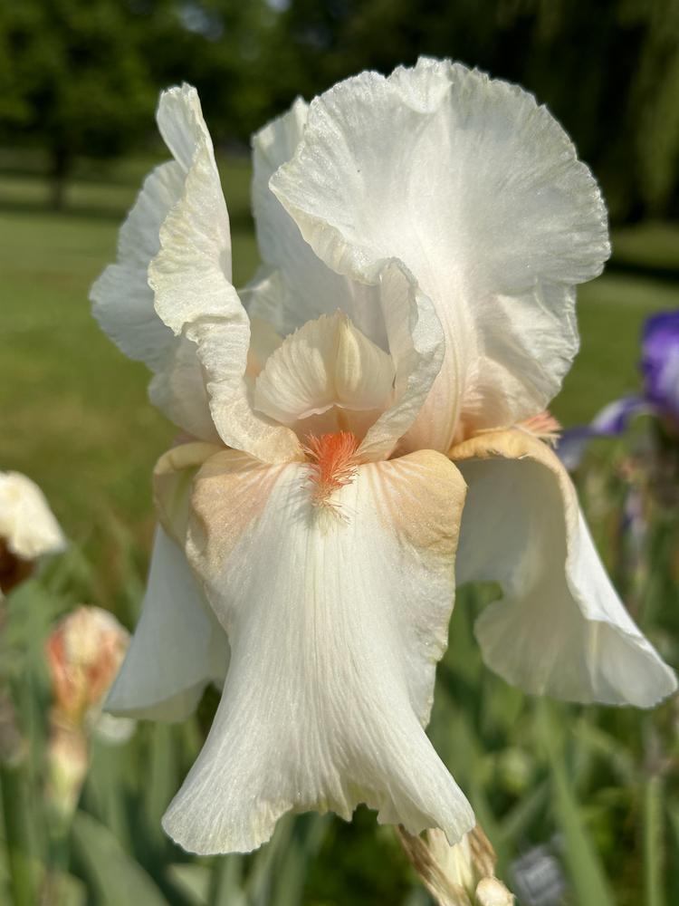 Photo of the bloom of Tall Bearded Iris (Iris 'Blushing Beauty') posted ...
