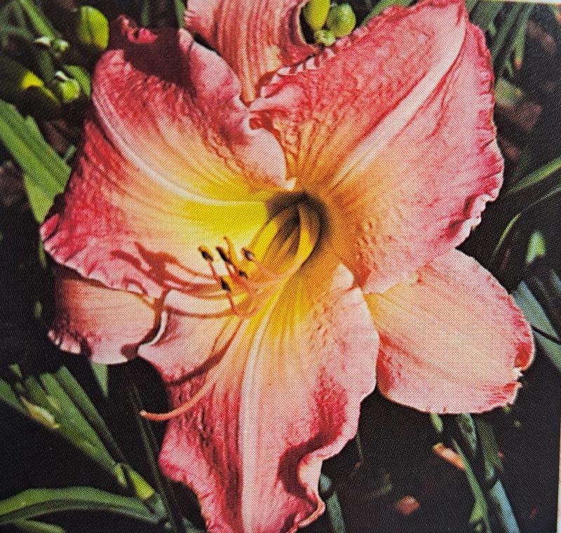 Photo of the bloom of Daylily (Hemerocallis 'Ultra Charm') posted by ...