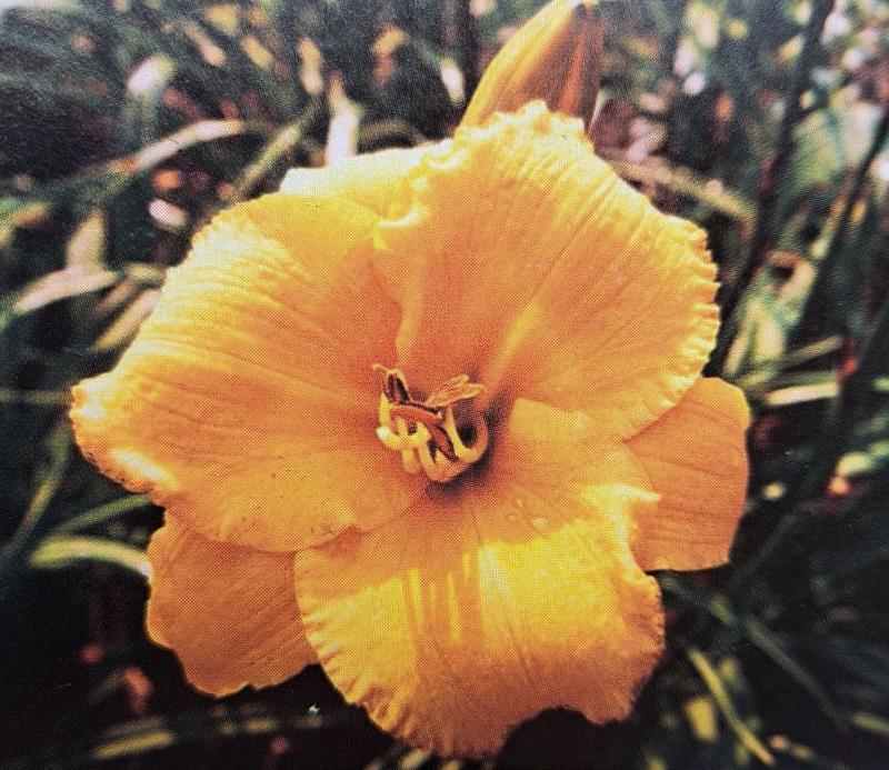 Photo of the bloom of Daylily (Hemerocallis 'Joanna Dicarlo') posted by ...