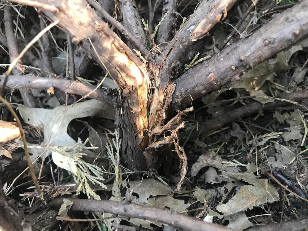Andorra Juniper Damage in the Ask a Question forum - Garden.org