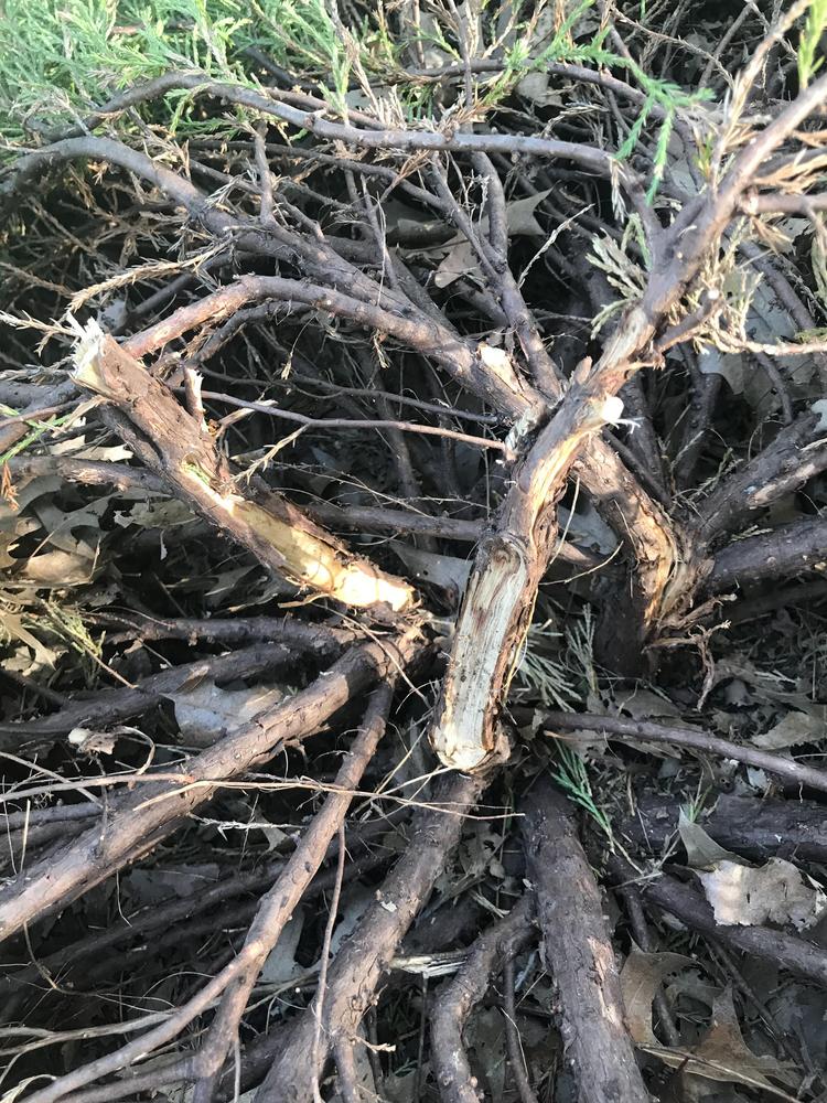 Andorra Juniper Damage in the Ask a Question forum - Garden.org