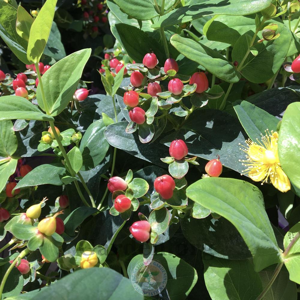 Photo of the fruit of Tall Tutsan (Hypericum x inodorum Magical® Red ...