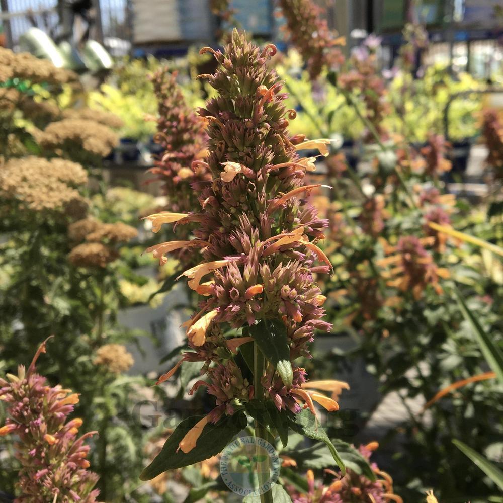 Anise Hyssop (Agastache Meant to Bee™ Queen Nectarine) in the Anise ...