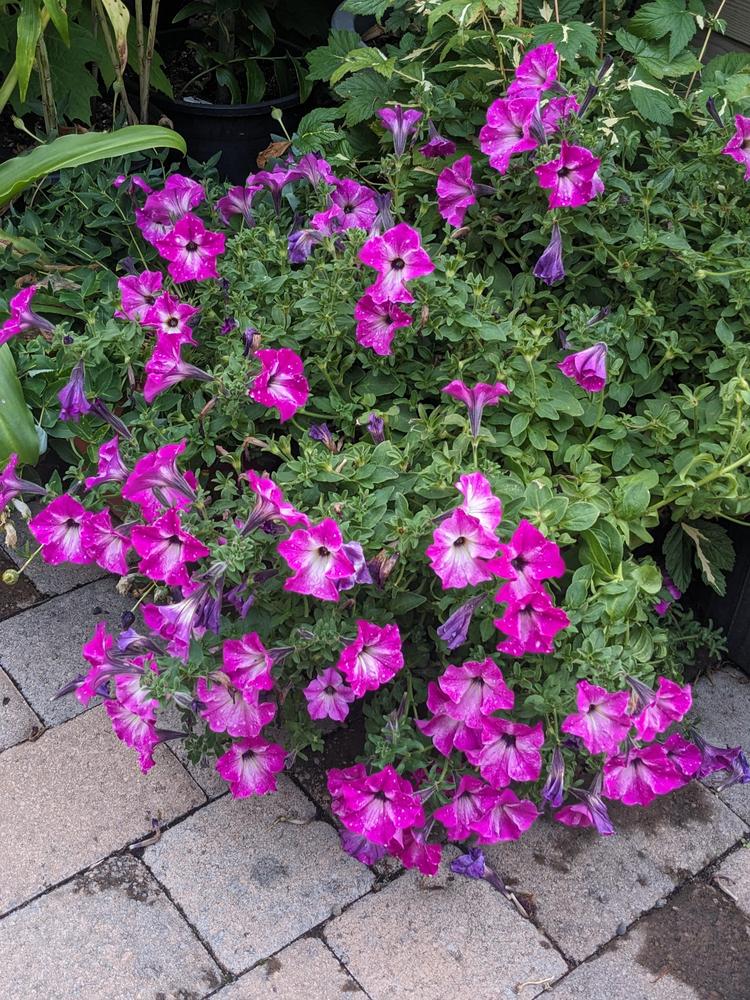 Photo of the entire plant of Petunia Headliner™ Enchanted Sky posted by ...