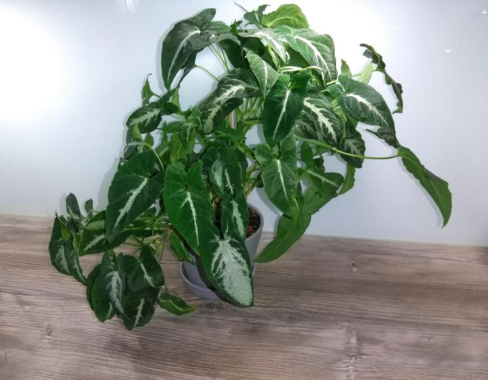 Photo of the entire plant of Nephthytis (Syngonium wendlandii) posted ...