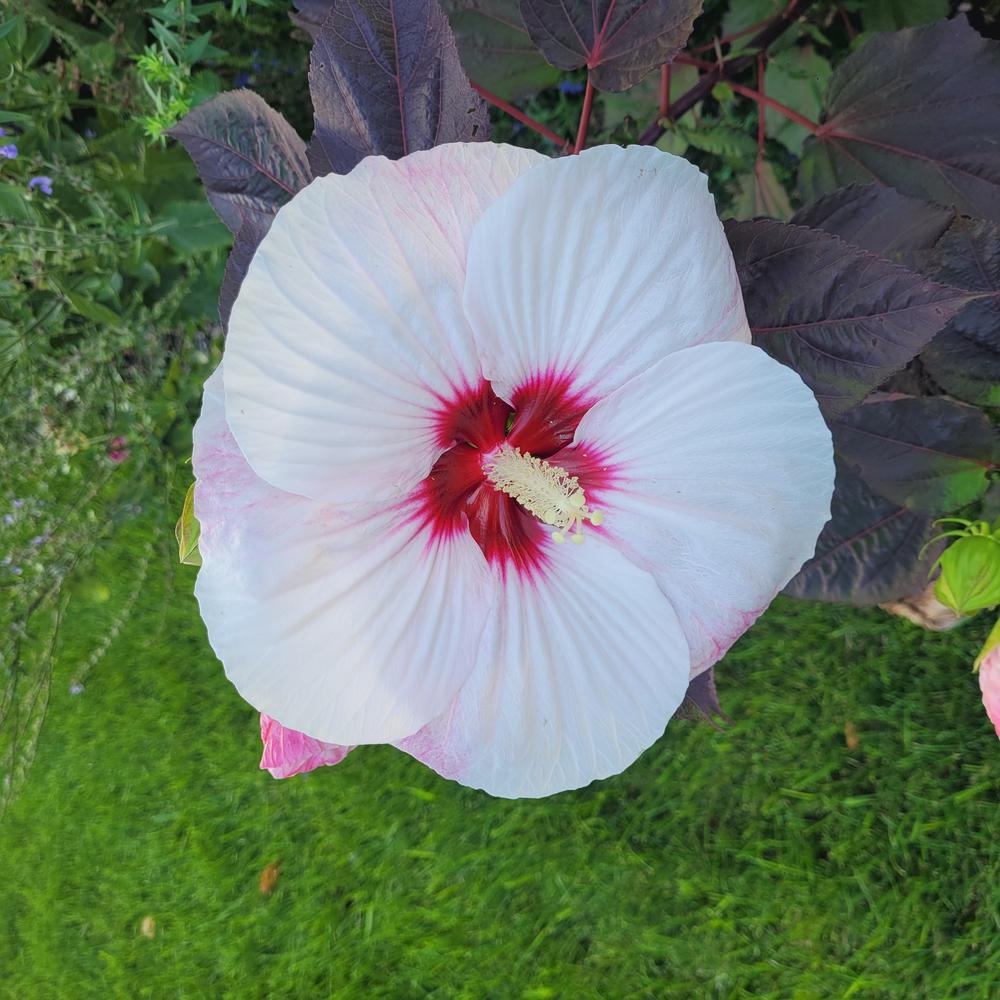 Photo of the bloom of Hybrid Hardy Hibiscus (Hibiscus Summerific™ Mocha ...