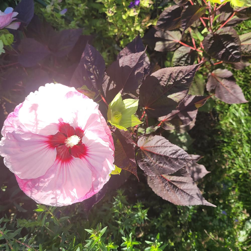 Photo of the bloom of Hybrid Hardy Hibiscus (Hibiscus Summerific™ Mocha ...