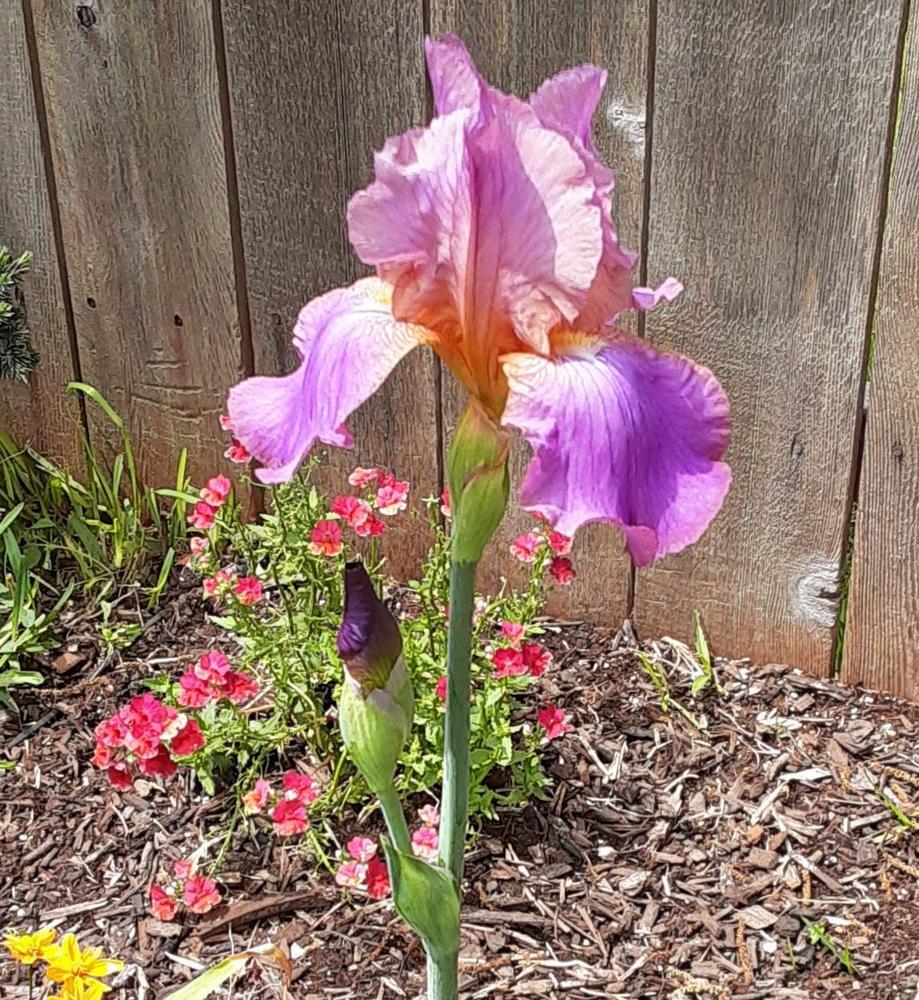 Photo of the bloom of Tall Bearded Iris (Iris 'Jan Burt') posted by ...