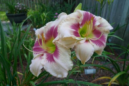 Daylily of the Day: Bonnie Corley in the Plants of the Day forum ...