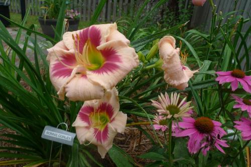 Daylily of the Day: Bonnie Corley in the Plants of the Day forum ...