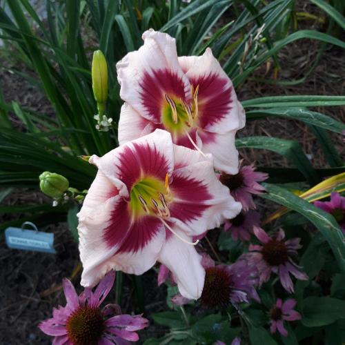 Daylily of the Day: Bonnie Corley in the Plants of the Day forum ...