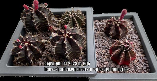 Photo of the entire plant of Moon Cactus (Gymnocalycium stenopleurum ...