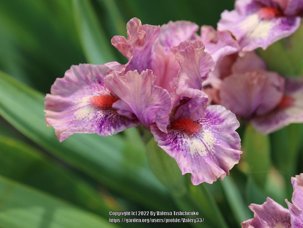 Standard Dwarf Bearded Iris (Iris 'Raspberry Ice') in the Irises ...