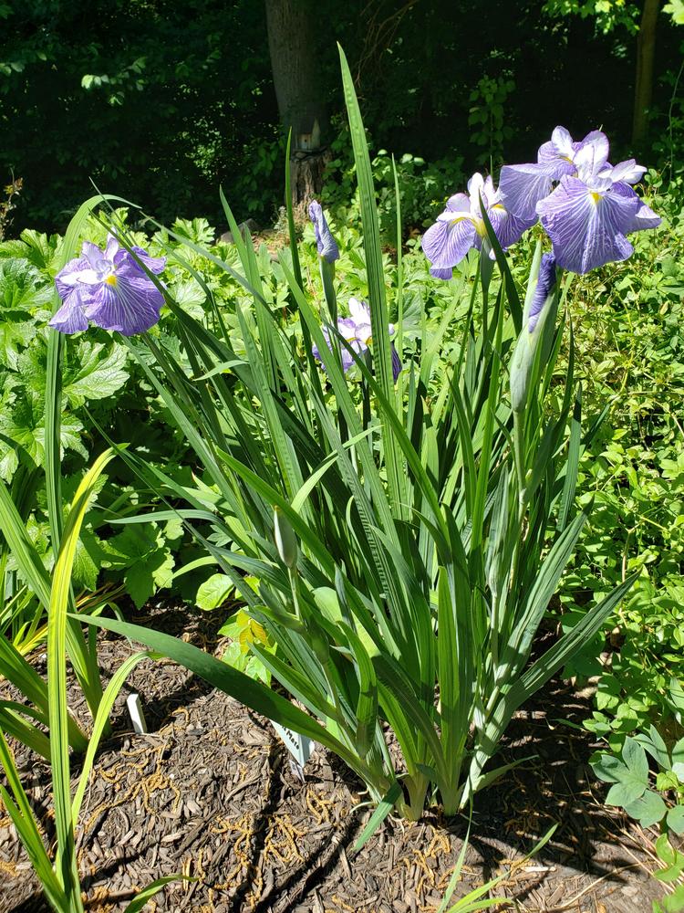 Photo of the entire plant of Japanese Iris (Iris ensata 'Ogi-no-Mato ...