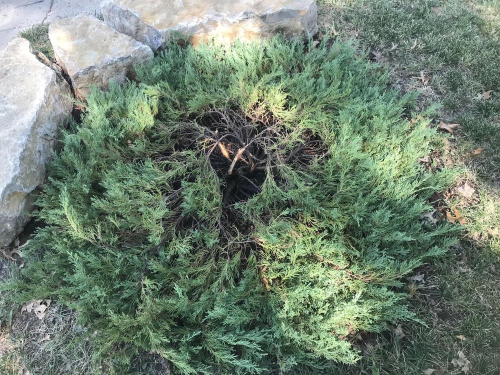 Andorra Juniper Damage in the Ask a Question forum - Garden.org