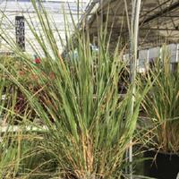 Photo of the seedling or young plant of Calamagrostis Hello Spring ...