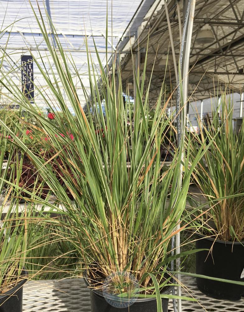 Calamagrostis Hello Spring!™ - Garden.org