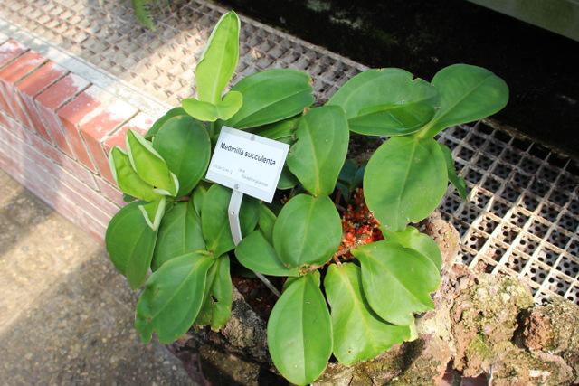 Photo of the entire plant of Medinilla succulenta posted by RuuddeBlock - Garden.org