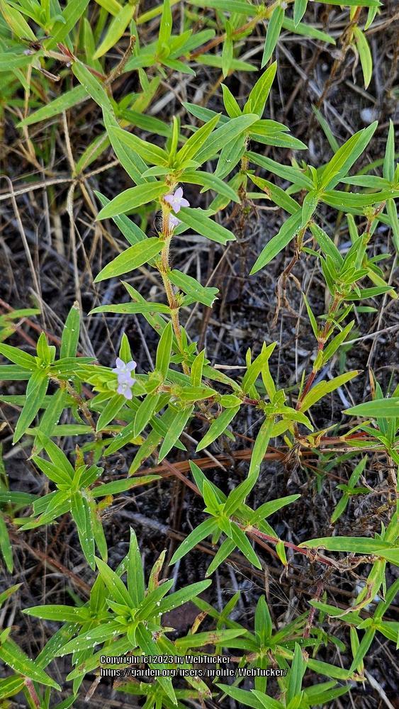 Photo of the entire plant of Poor Joe (Diodia teres) posted by ...