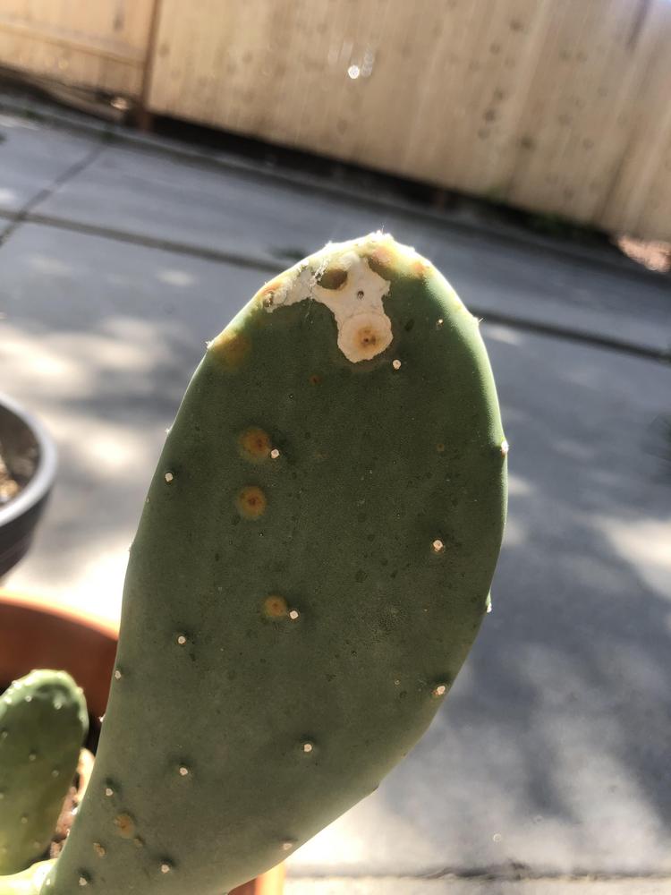 Cacti questions! in the Ask a Question forum - Garden.org