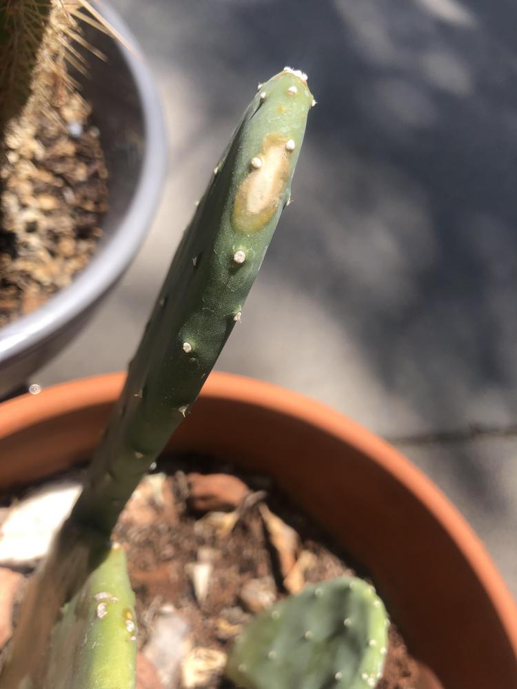 Cacti questions! in the Ask a Question forum - Garden.org