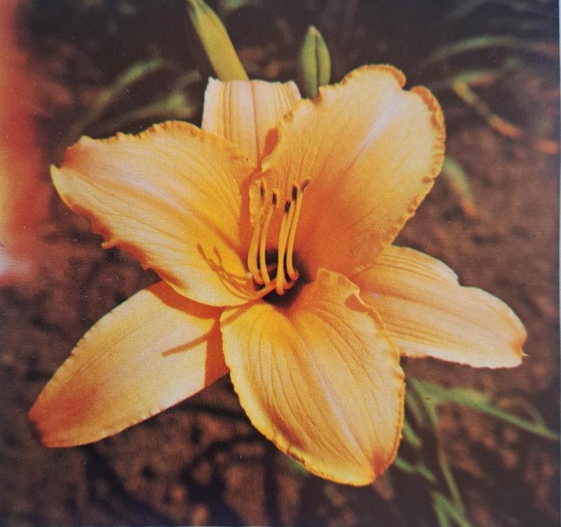 Daylily (Hemerocallis 'Lynn Markham') in the Daylilies Database ...