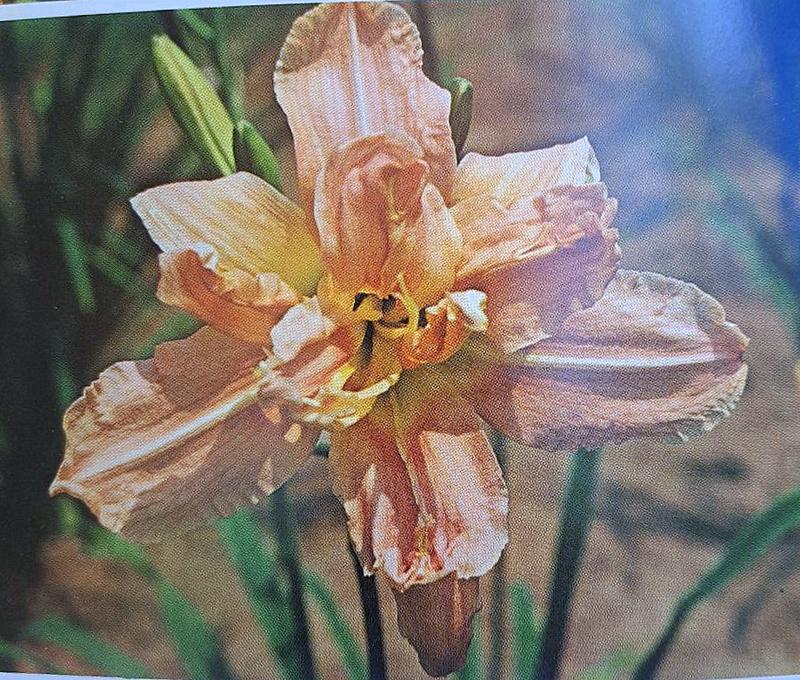 Photo of the bloom of Daylily (Hemerocallis 'Double Show') posted by TCat - Garden.org