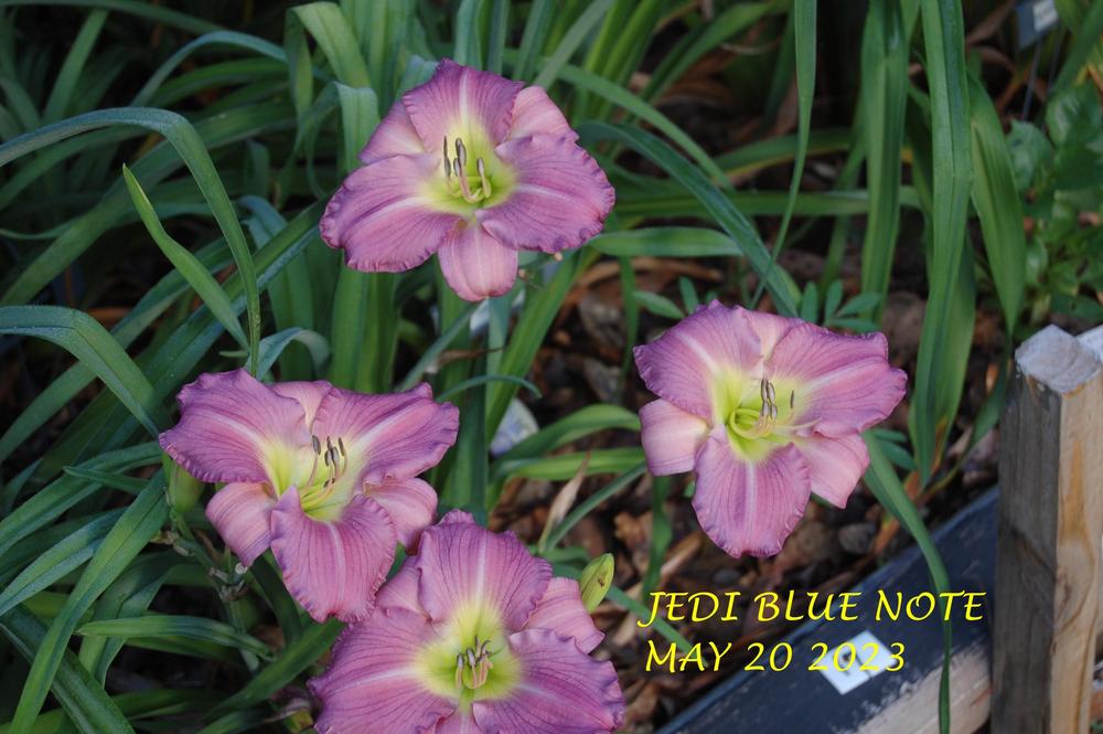 Photo of the bloom of Daylily (Hemerocallis 'Jedi Blue Note') posted by ...