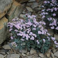 Photo of the entire plant of Candy Bush (Oscularia caulescens) posted ...